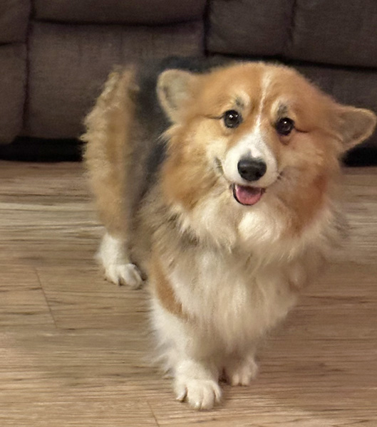 Pembroke Welsh Corgis - Females - Windy Mountain Corgis
