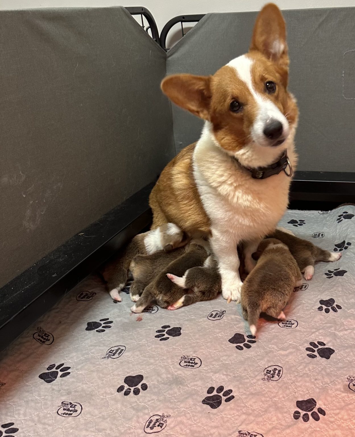 Available Puppies - Windy Mountain Corgis
