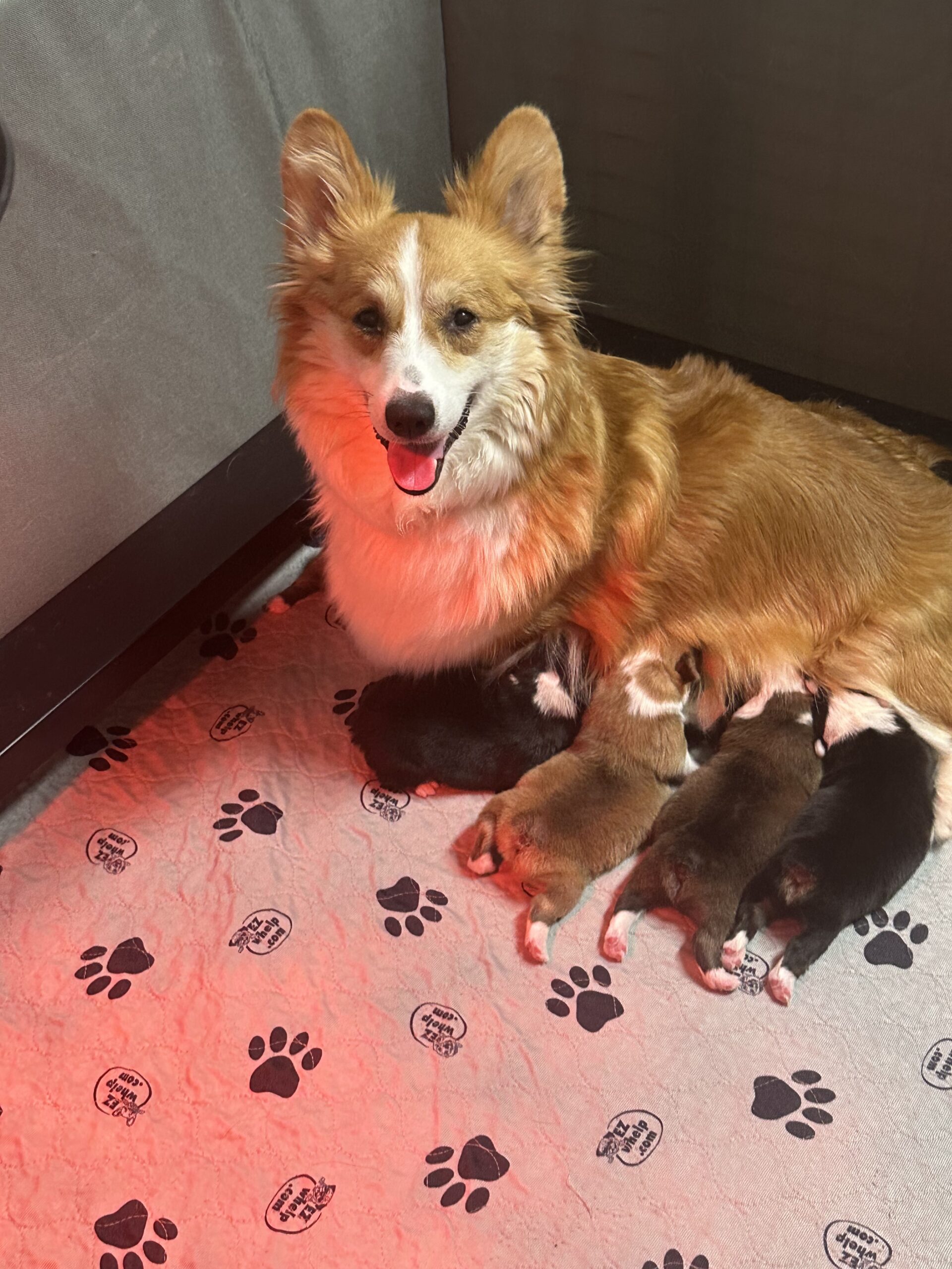 Available Puppies - Windy Mountain Corgis