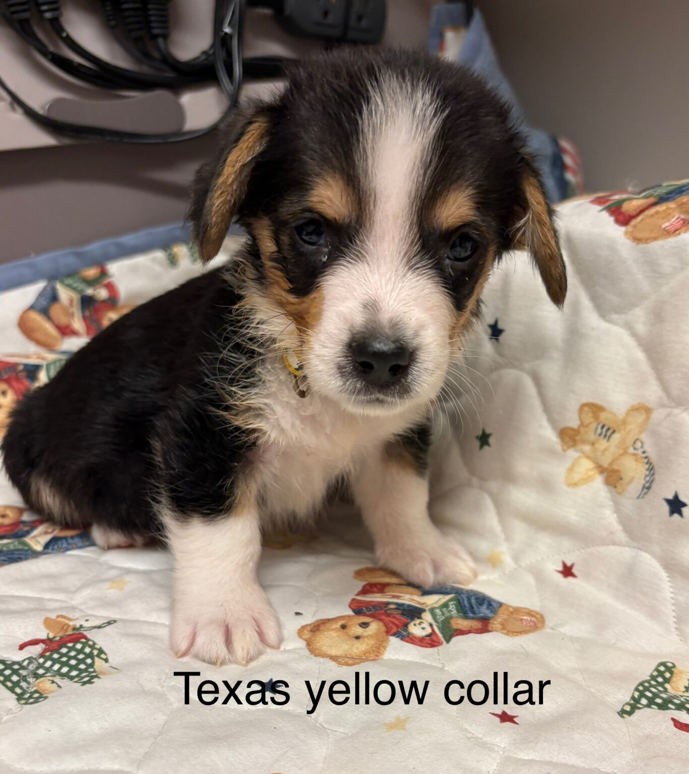Windy Mountain Corgis, Granville, NY - Breeder of Pembroke Welsh Corgis